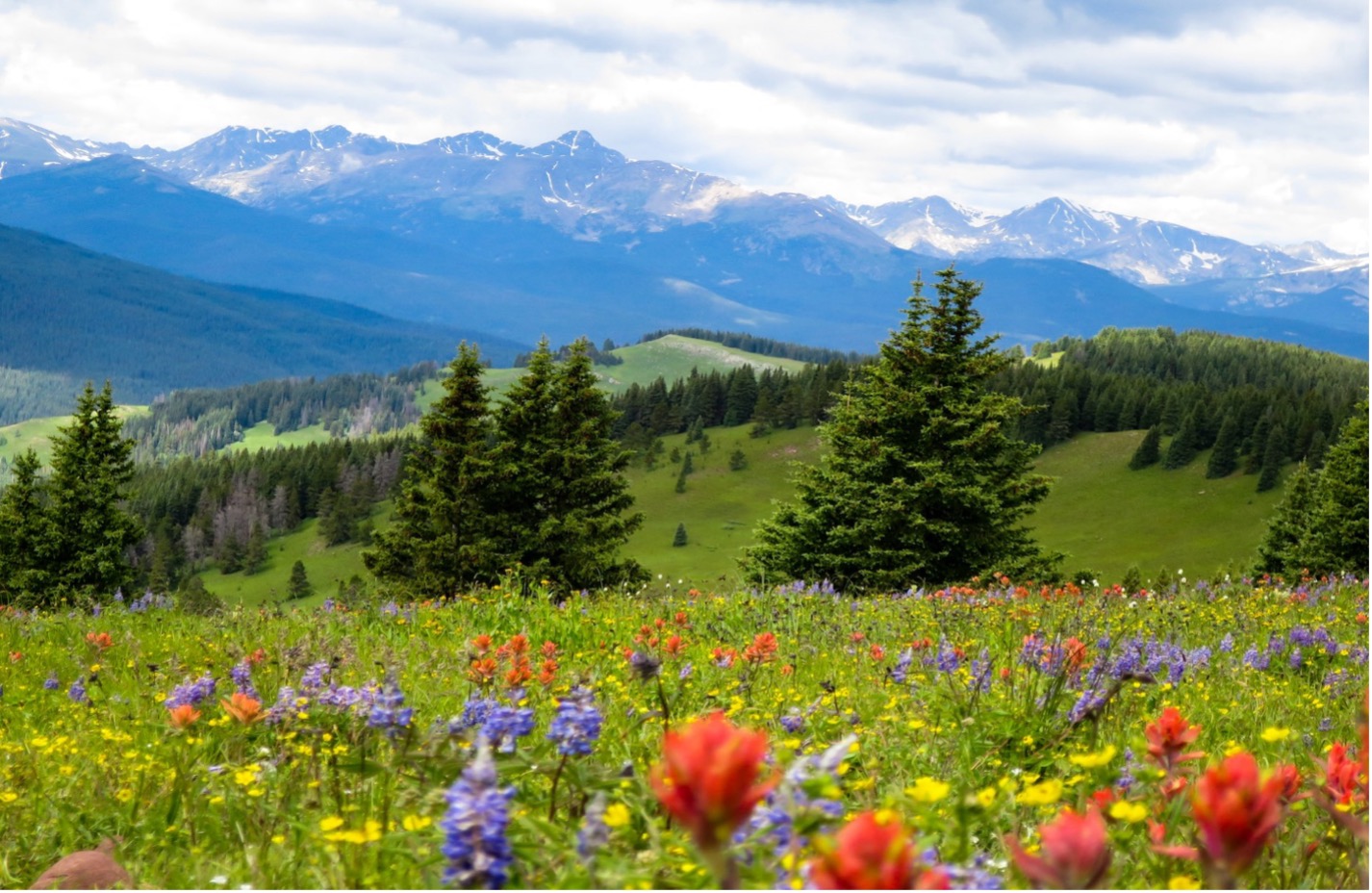 Step For Humans - Revitalization of meadows - Step For Humans